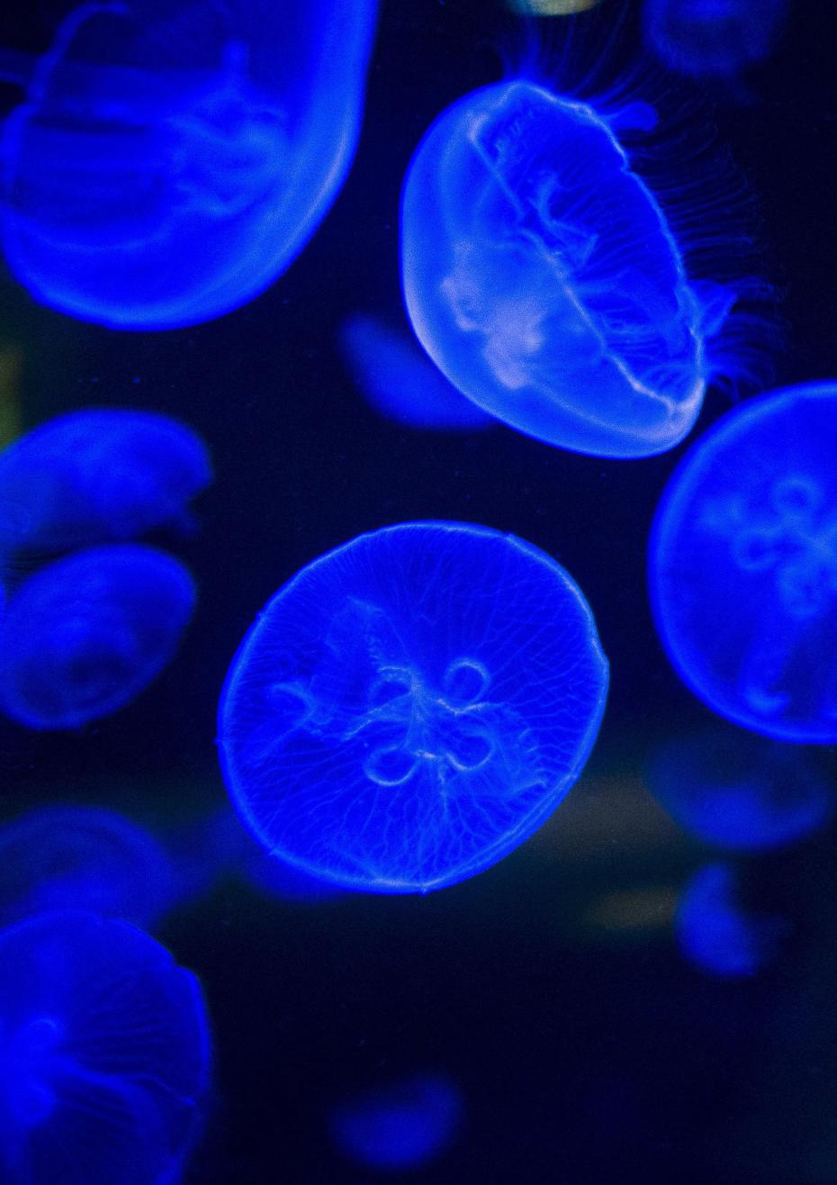 Nuit abyssale ou la découverte de la bioluminescence marine | Ateliers ...