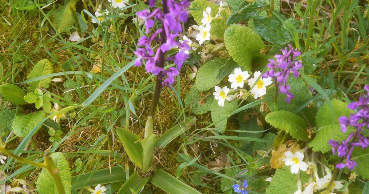 Plant Ar Vro, atelier botanique en breton | Ateliers des Capucins